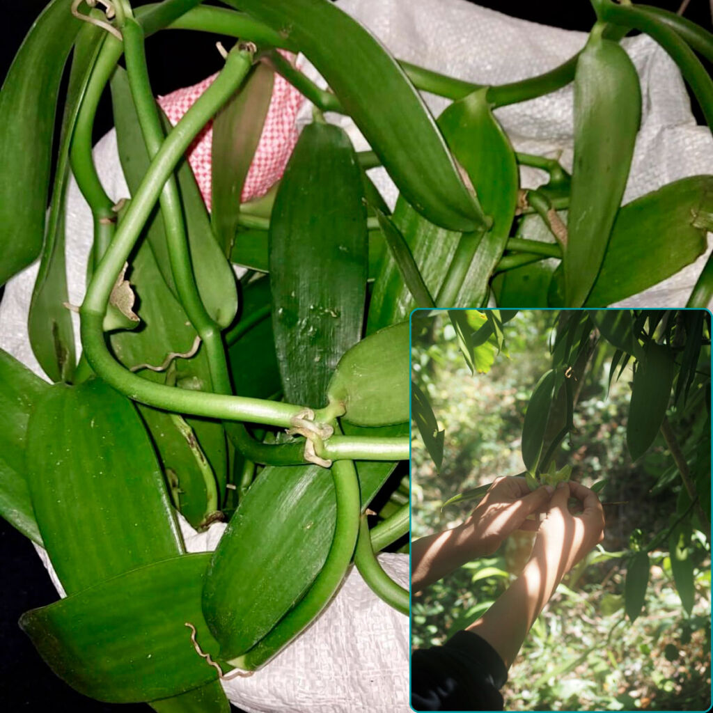 Madagascar vanilla extract - Buy Madagascar Bourbon Vanilla Beans Extract